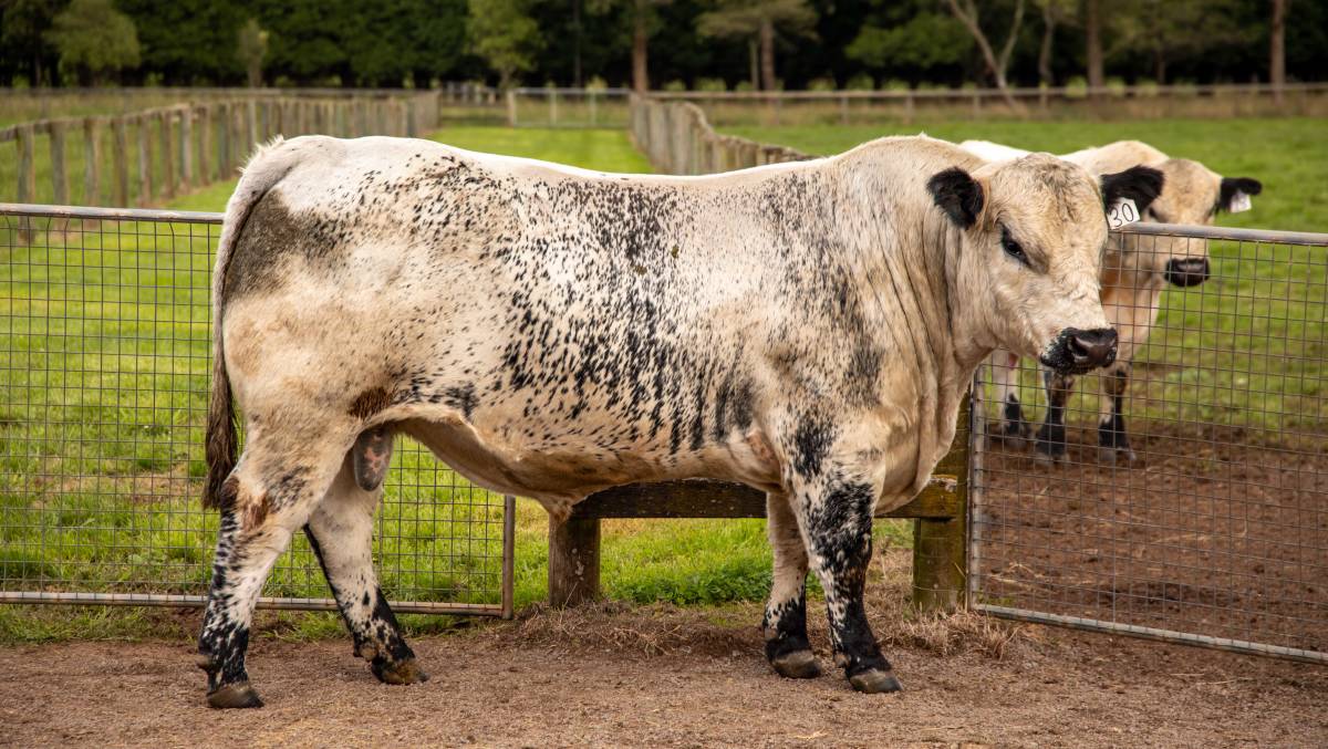 Bulls top at $9000, females reach $8000 at inaugural Speckles in the ...
